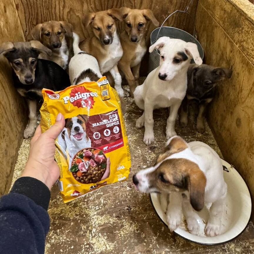 Щенок в добрые руки