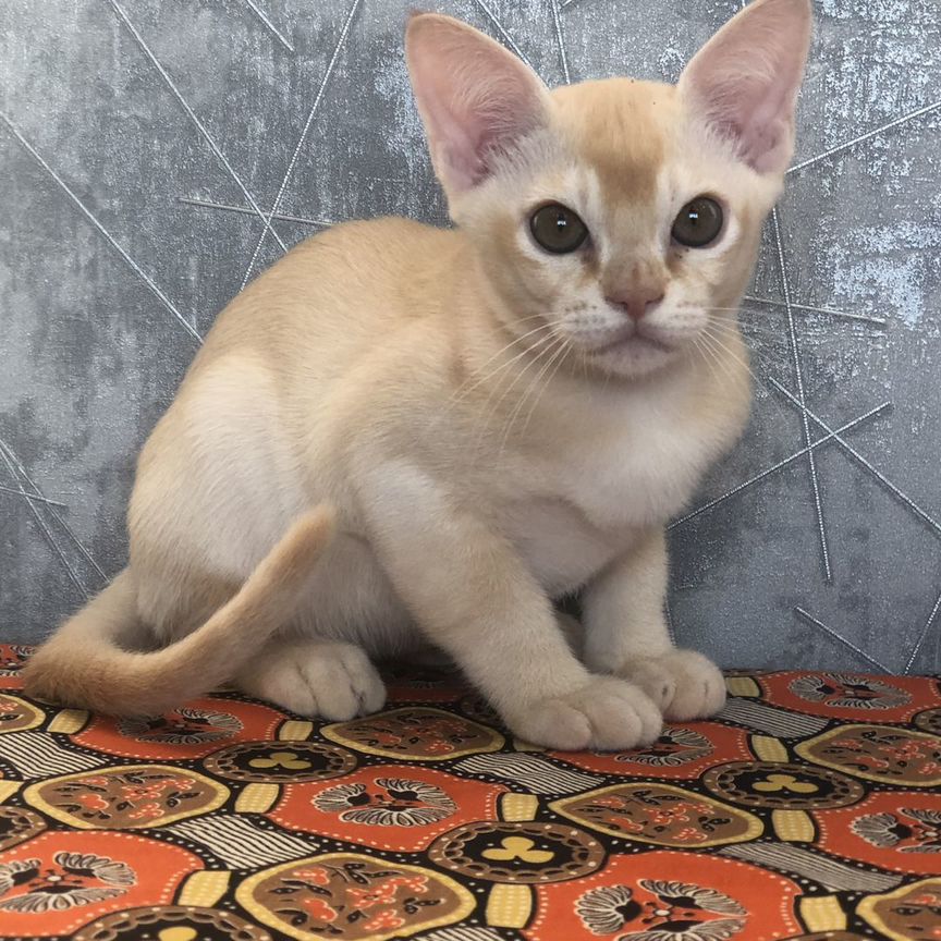 Бурманский котик