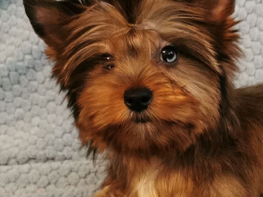 Девочка Цветной Йорк