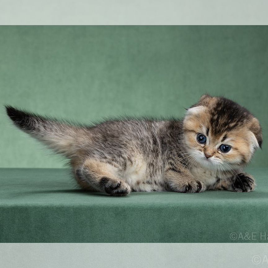Шотландский вислоухий короткошёрстный котёнок