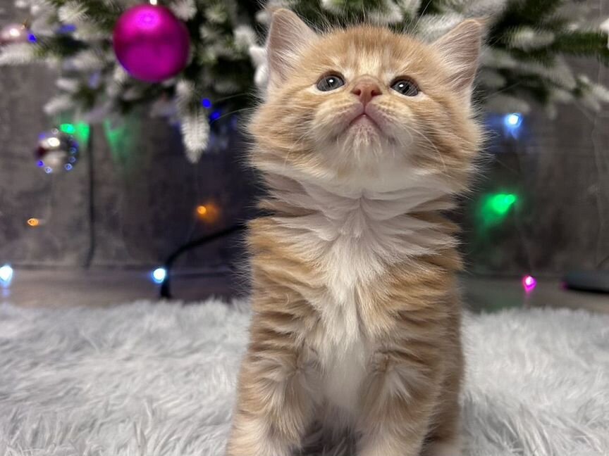 Котенок Мейн-кун