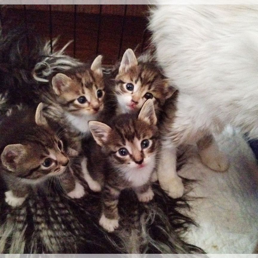 Котята.Строго совершеннолетним