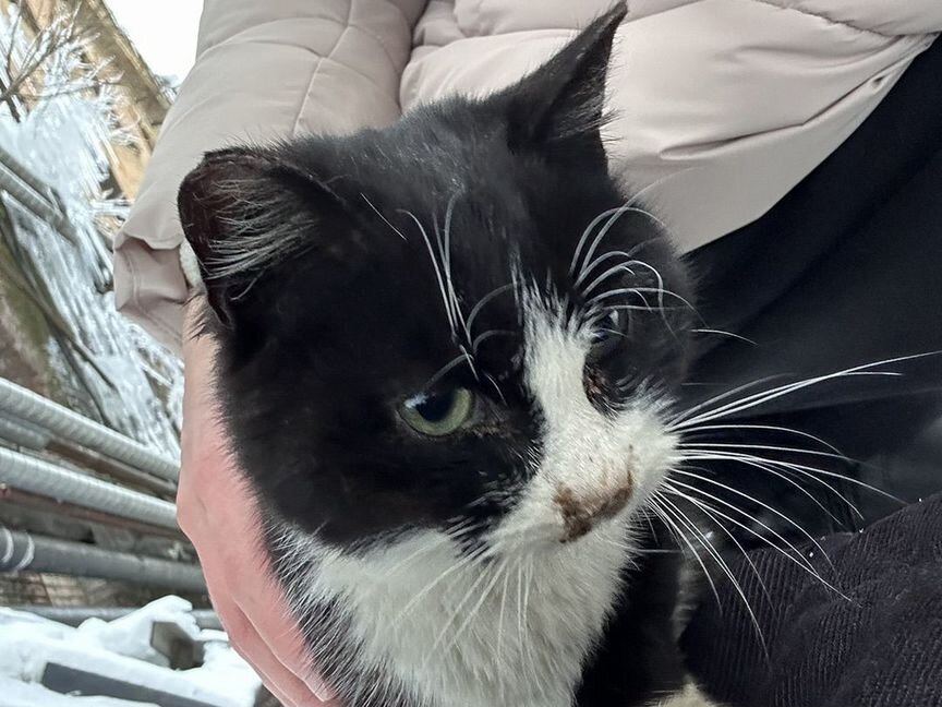 На улице замерзает молодой котик ласковый, стерил
