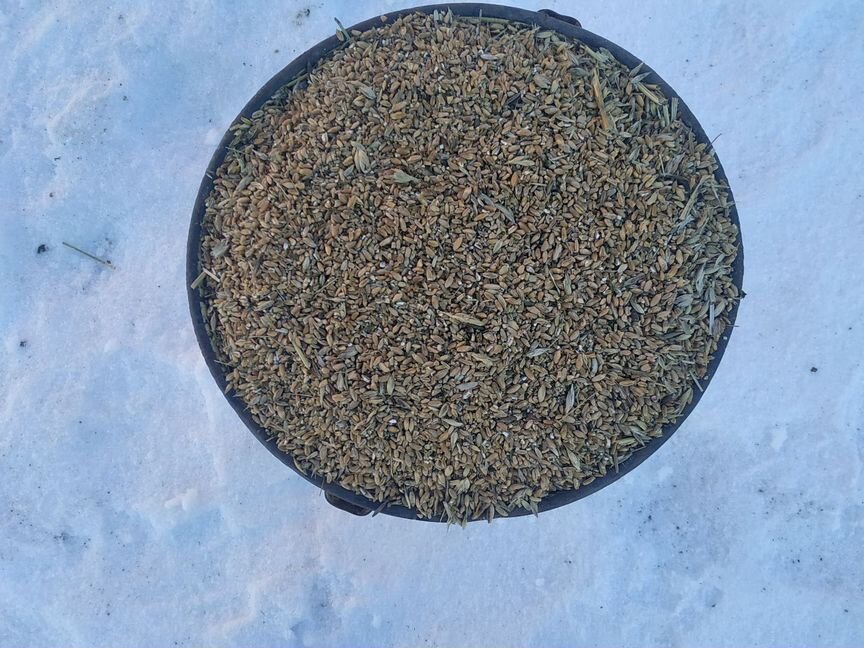 Зерноотход пшеницы