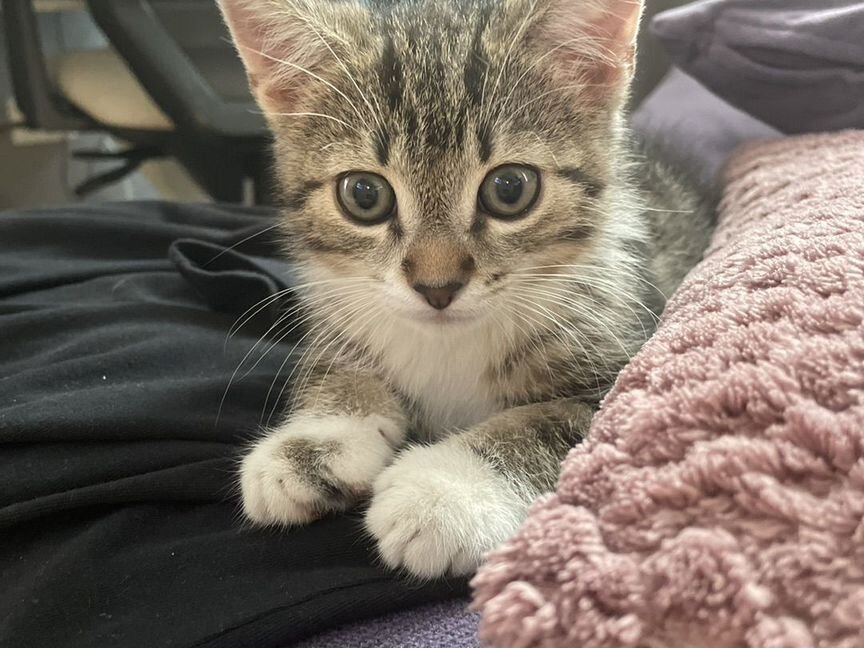 Котёнок мальчик в добрые руки
