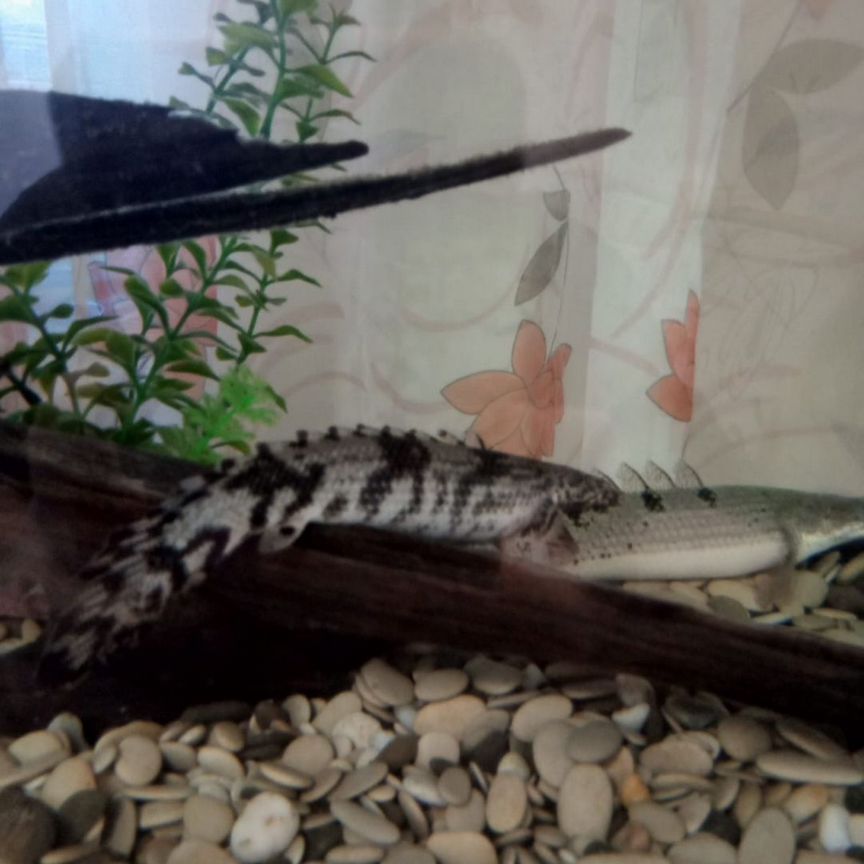 Полиптерус эндлихера