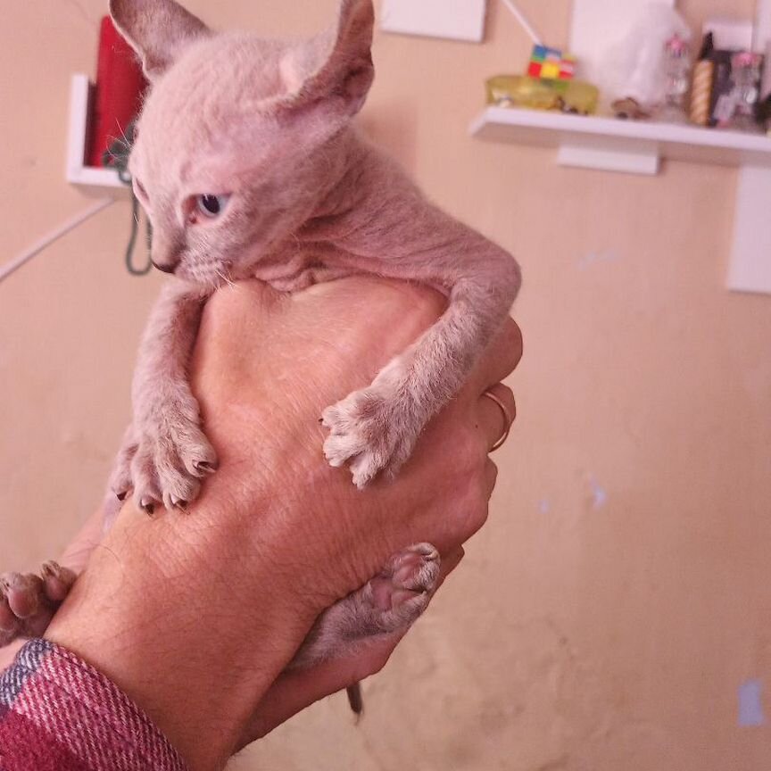Котик сфинкс эльф