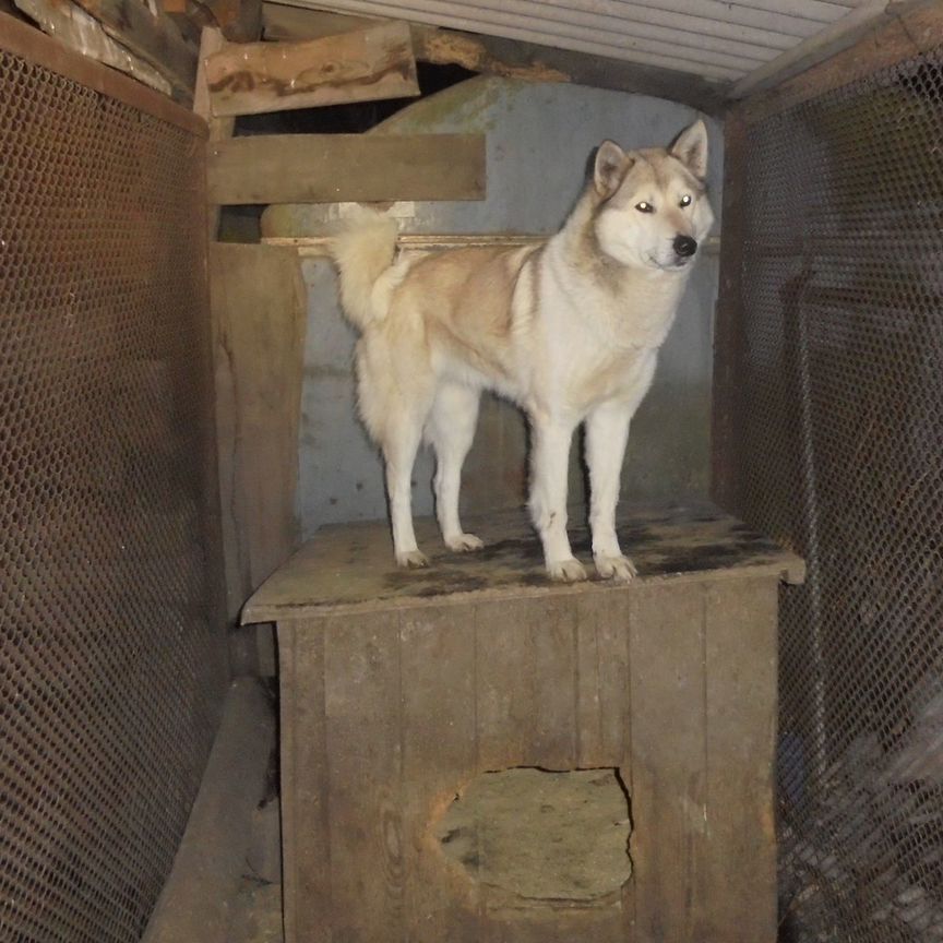 Западносибирская лайка, взрослый пёс