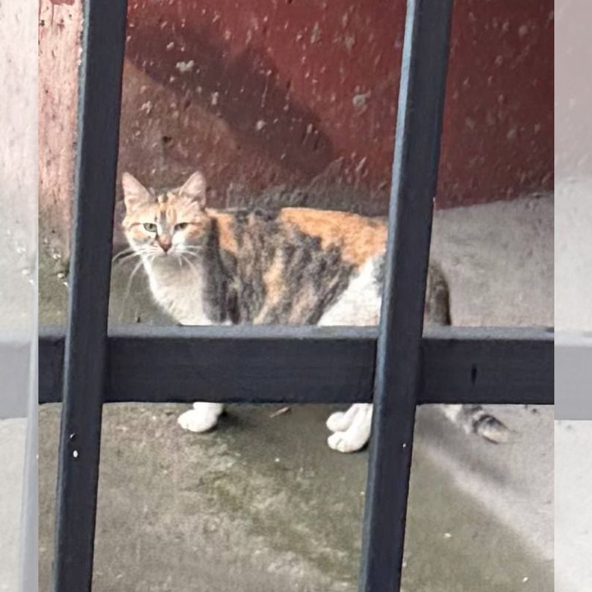 Взрослая, кошка в добрые руки