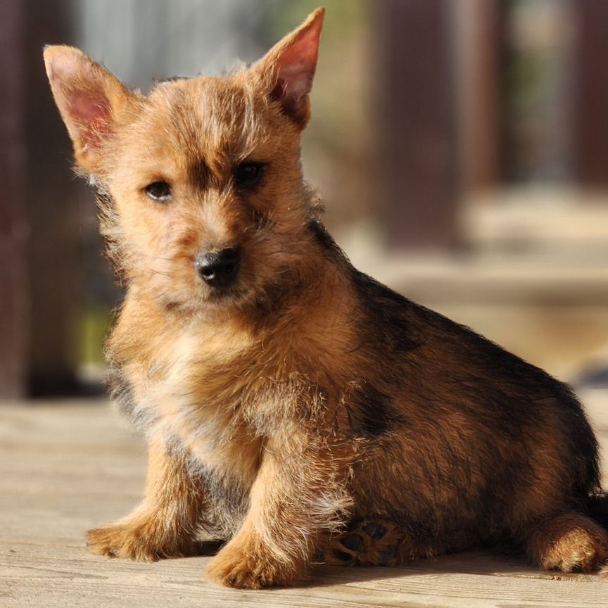 Норвич-терьер, щенок