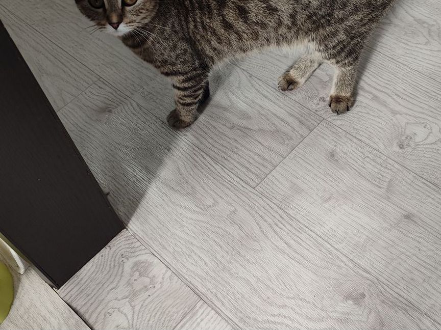 Кошка помесь британки