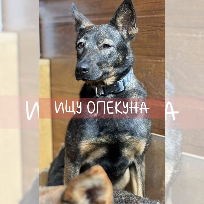 Взрослая собака в добрые руки