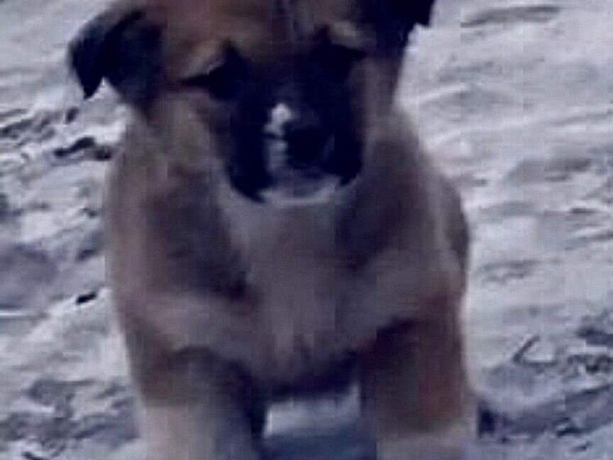 Щенки (смесь овчарки и дворняжки)