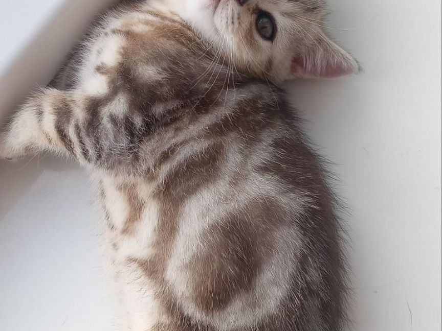 Шотланский котенок