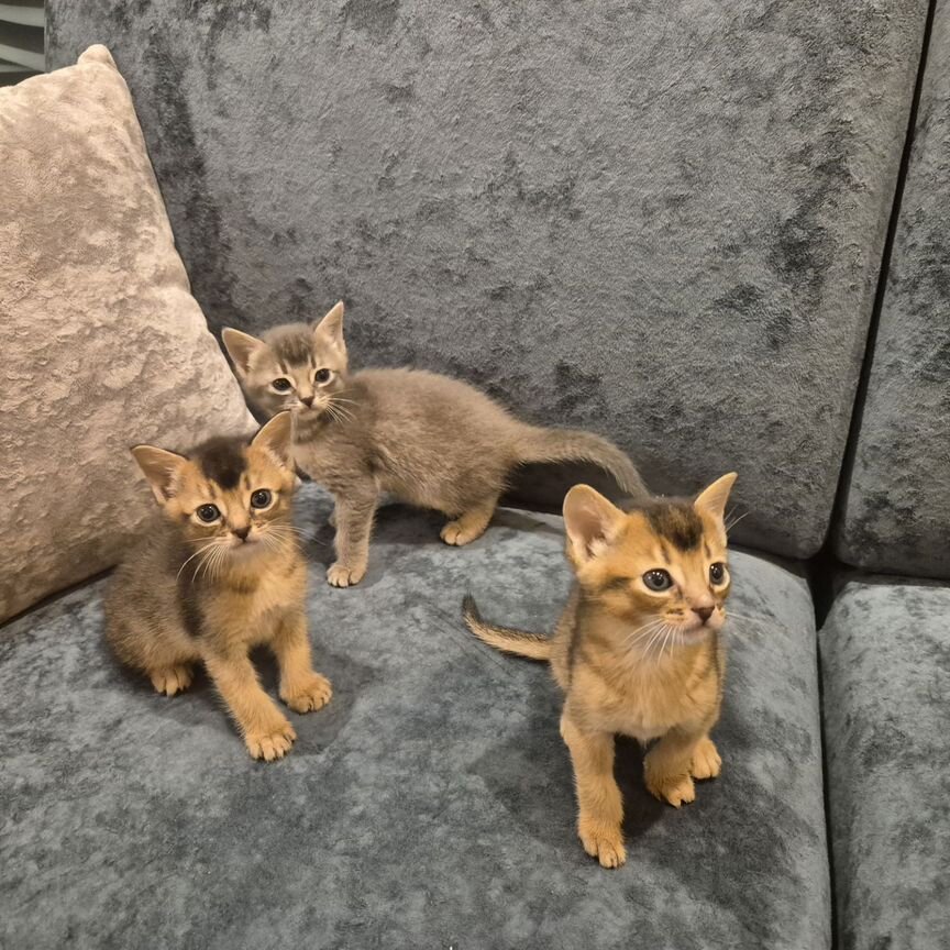 Котята Оцикет