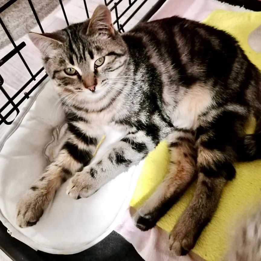 Котёнок в добрые руки