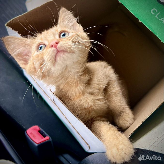 Котенок Саймон