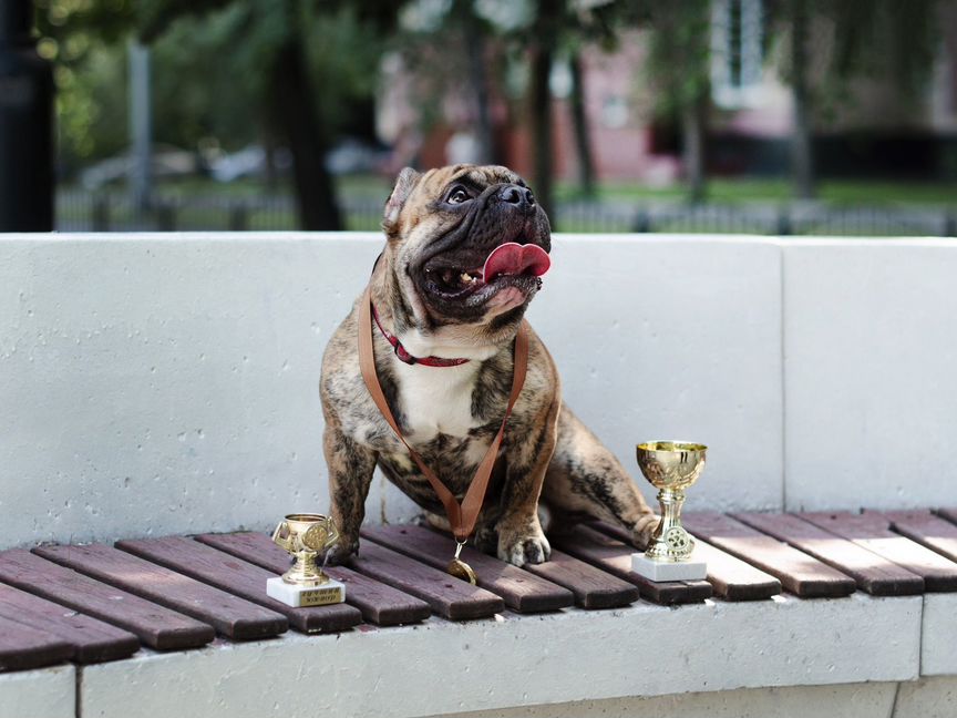 Кобель Шорти-булл для вязки