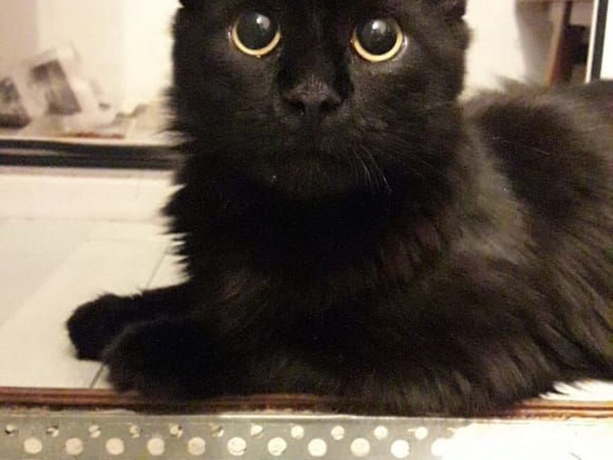 Котики бесплатно в добрые руки