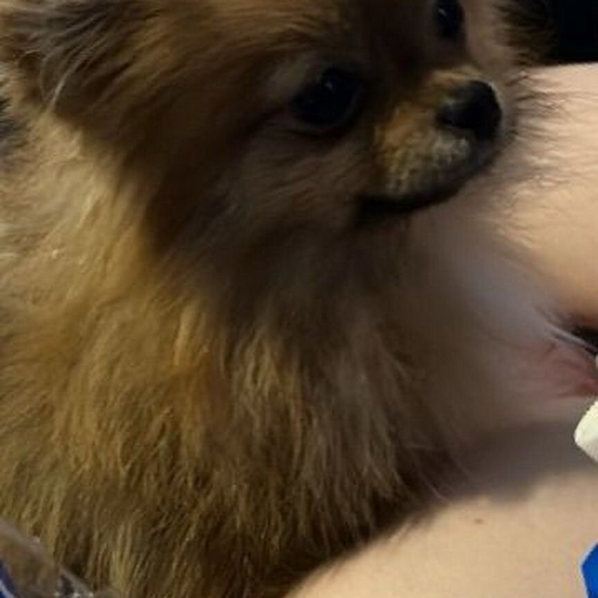 Потерялась собачка шпиц