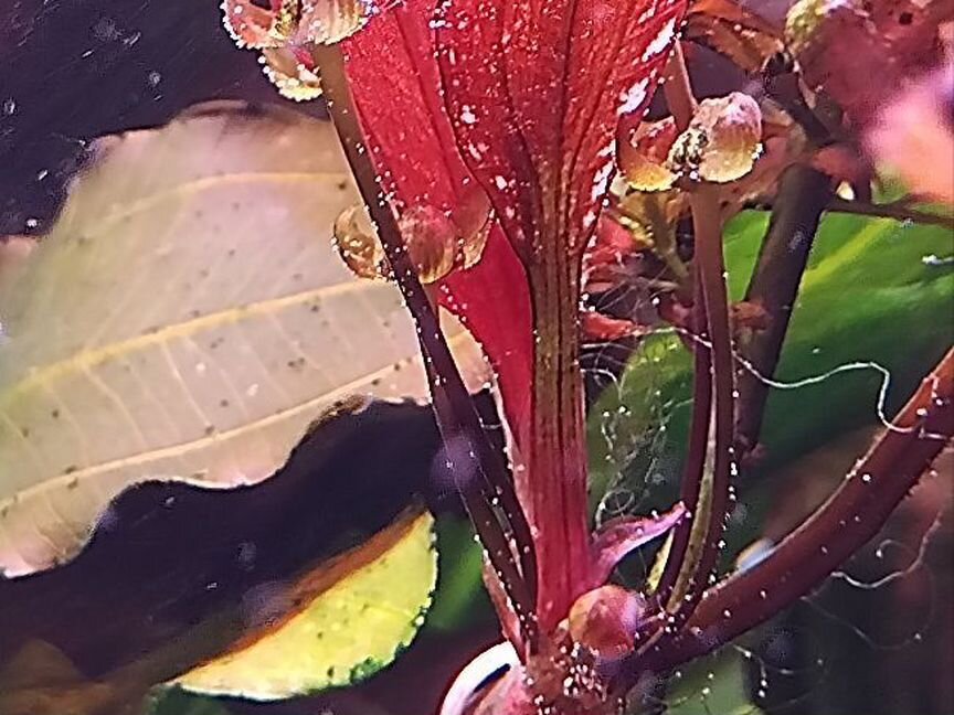 Эхинодорус красный Рубин