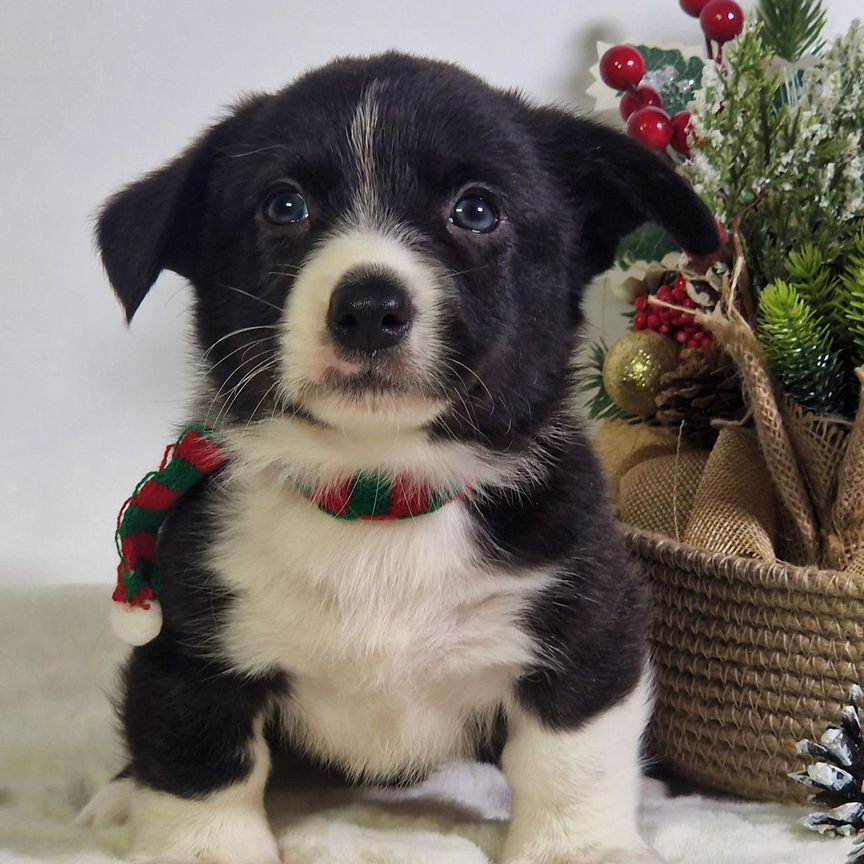 Щенки вельш-корги кардиган