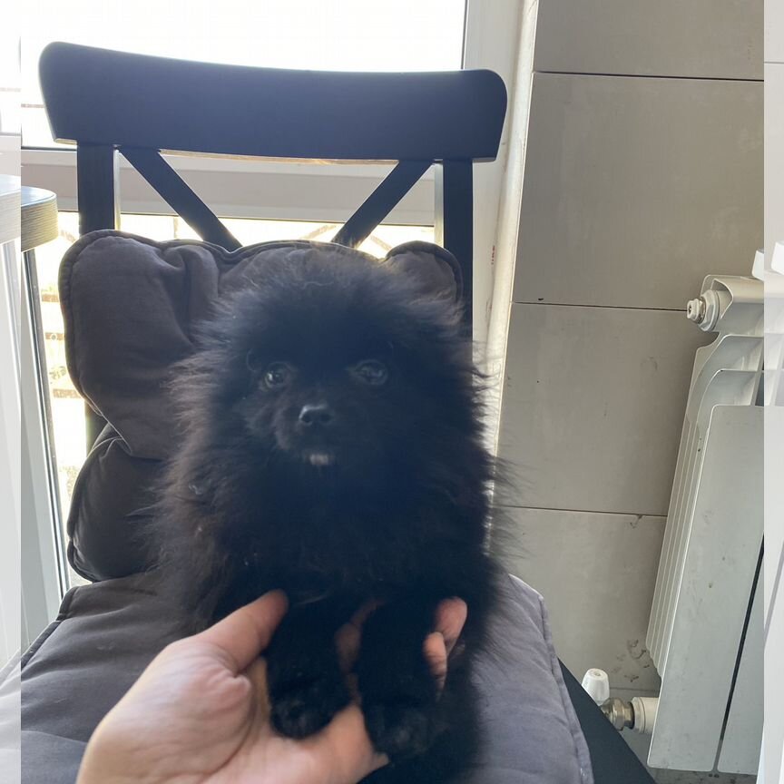 Померанский шпиц, щенок