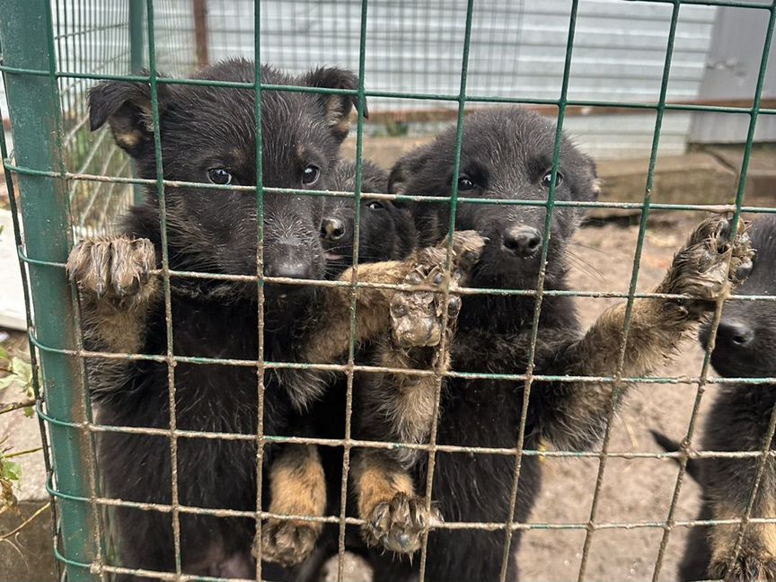 Щенки овчарки