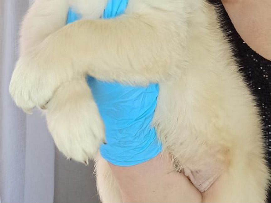 Щенки золотистого ретривера