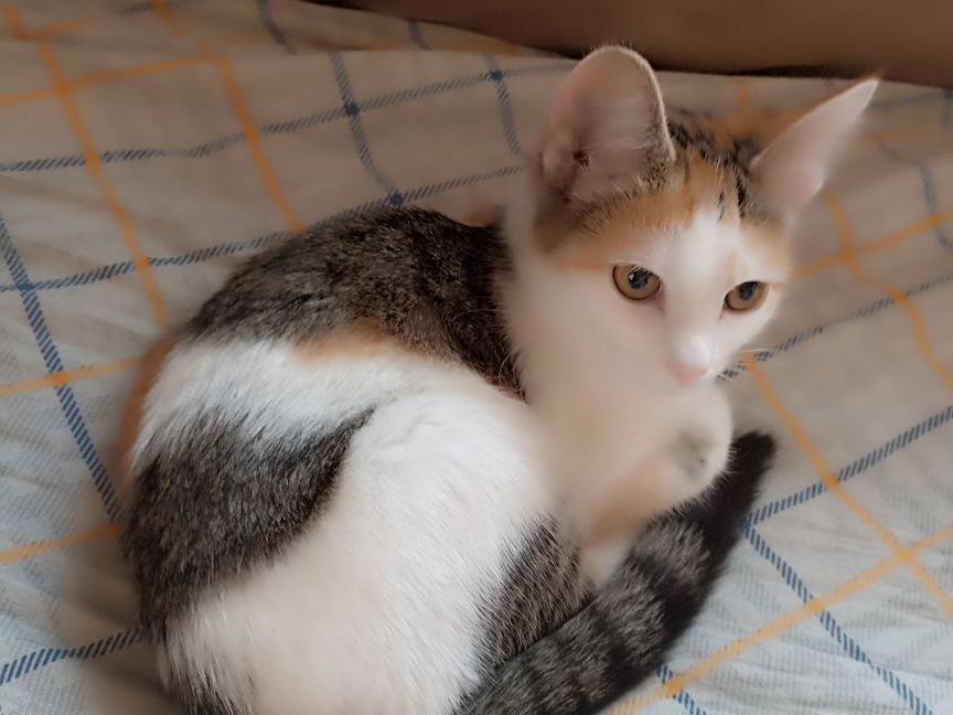 Кошка