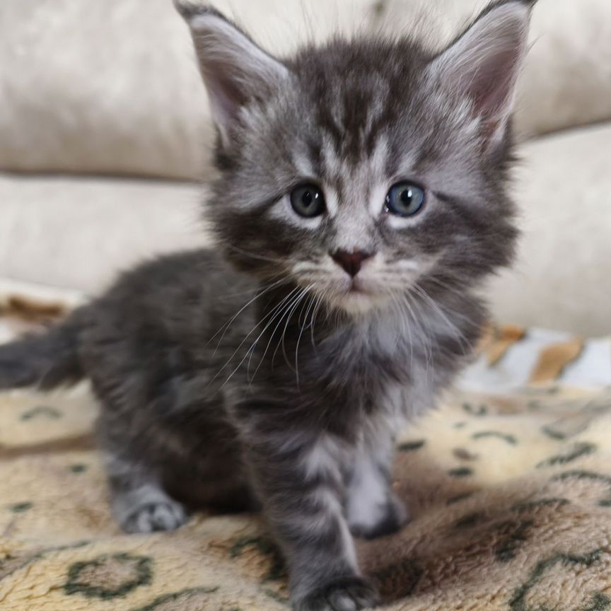 Мейн-кун котёнок