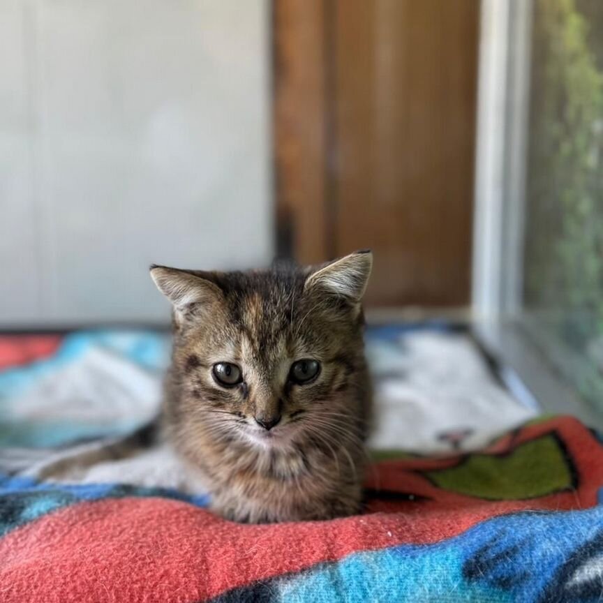 Котёнок в добрые ручки