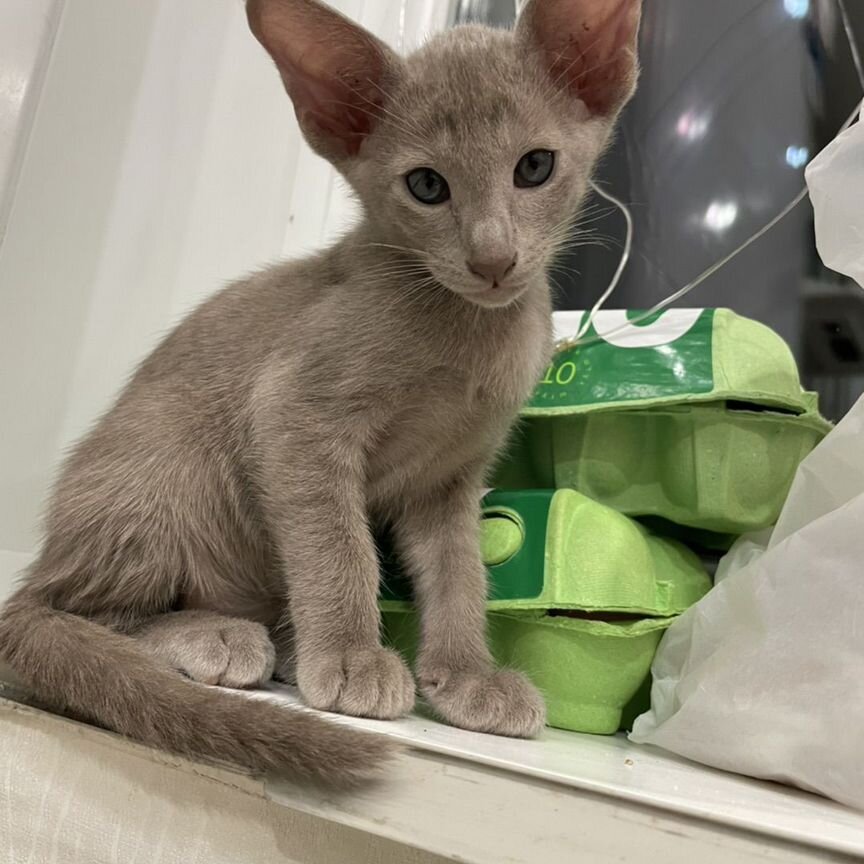 Лиловая ориентальная