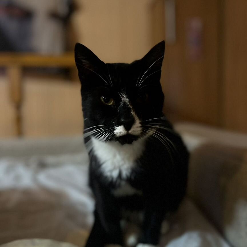 Вася ищет дом