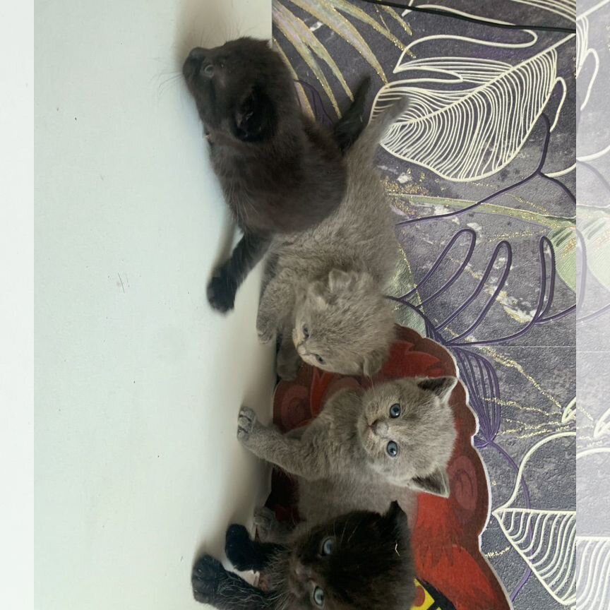 Шотландский вислоухий длинношёрстный котёнок