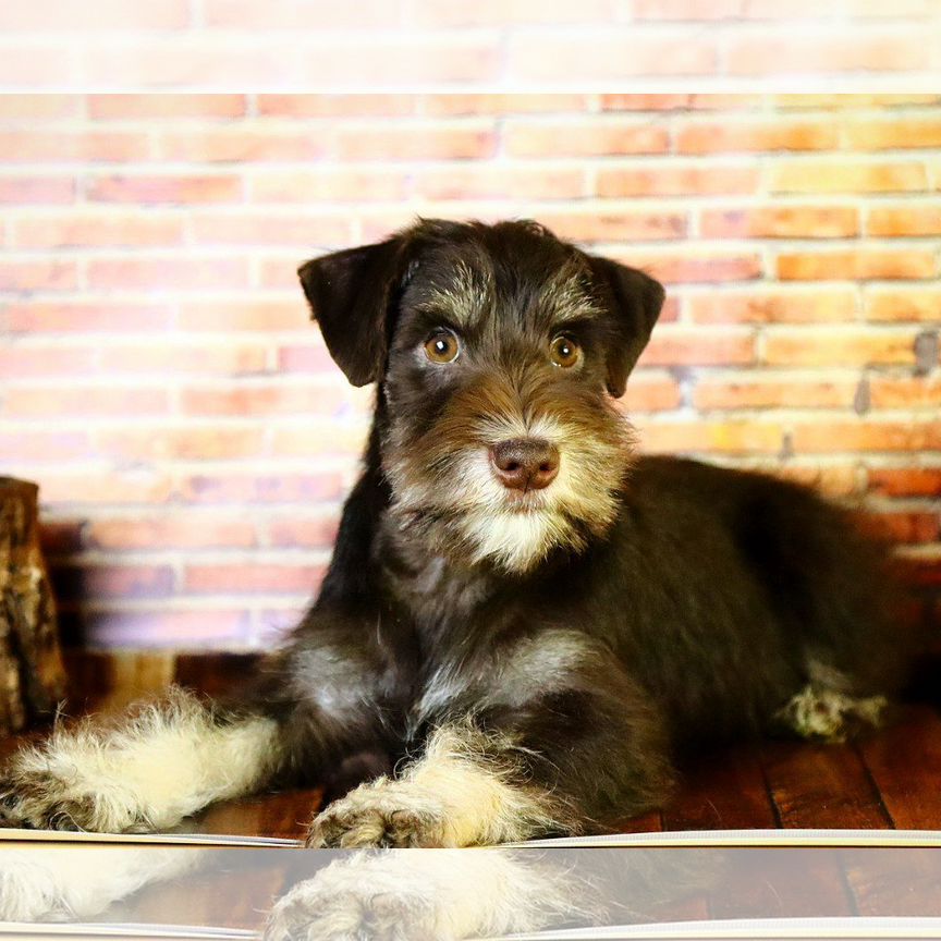 Цвергшнауцер, щенок