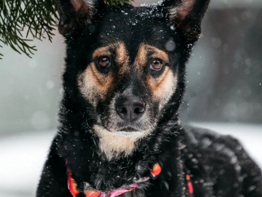 Собака в добрые руки отдам бесплатно