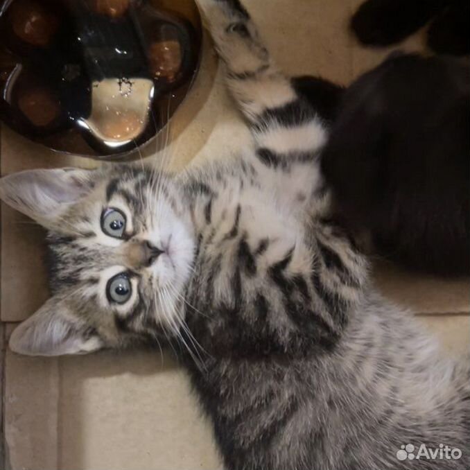 Потрясающие коты