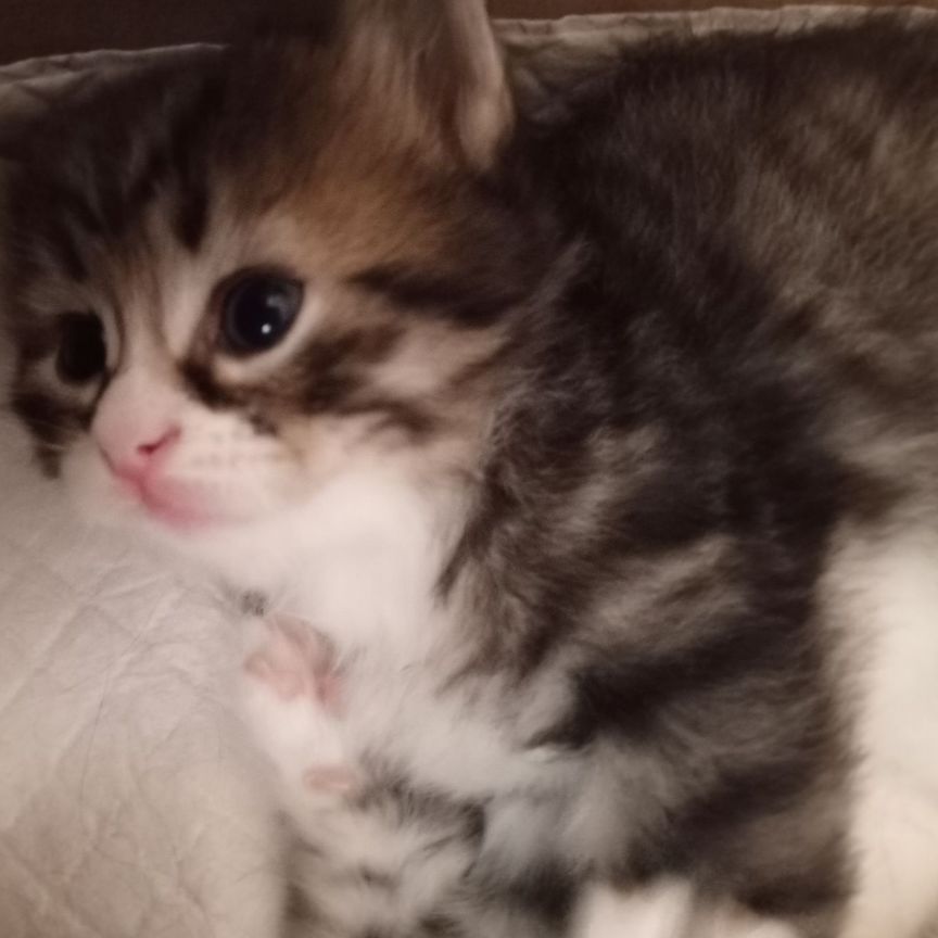 Сибирский котёнок