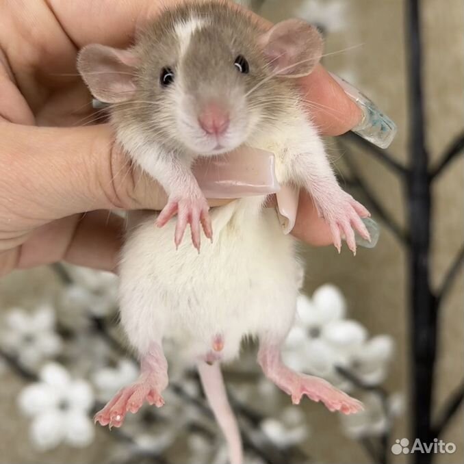 Питомник крыс. Крысы Дамбо. Большой выбор