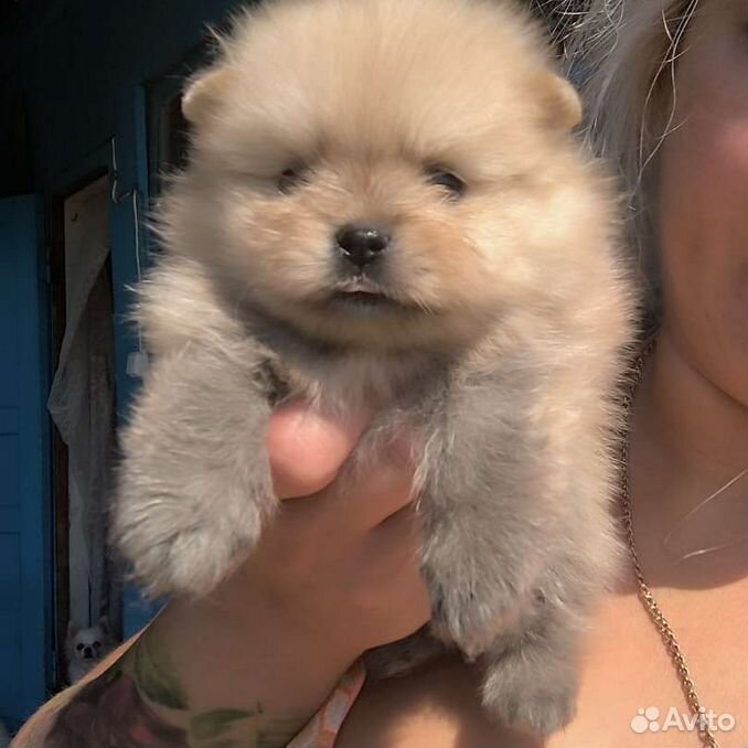 Настоящие померанцы уфа