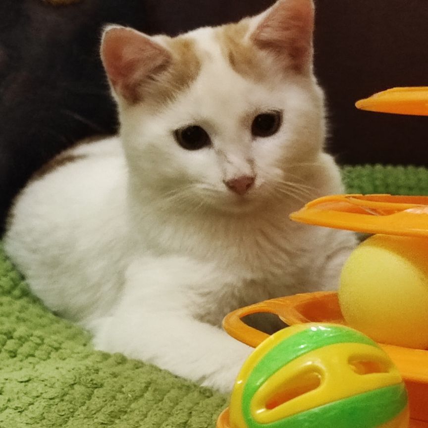 Котёнок в добрые руки