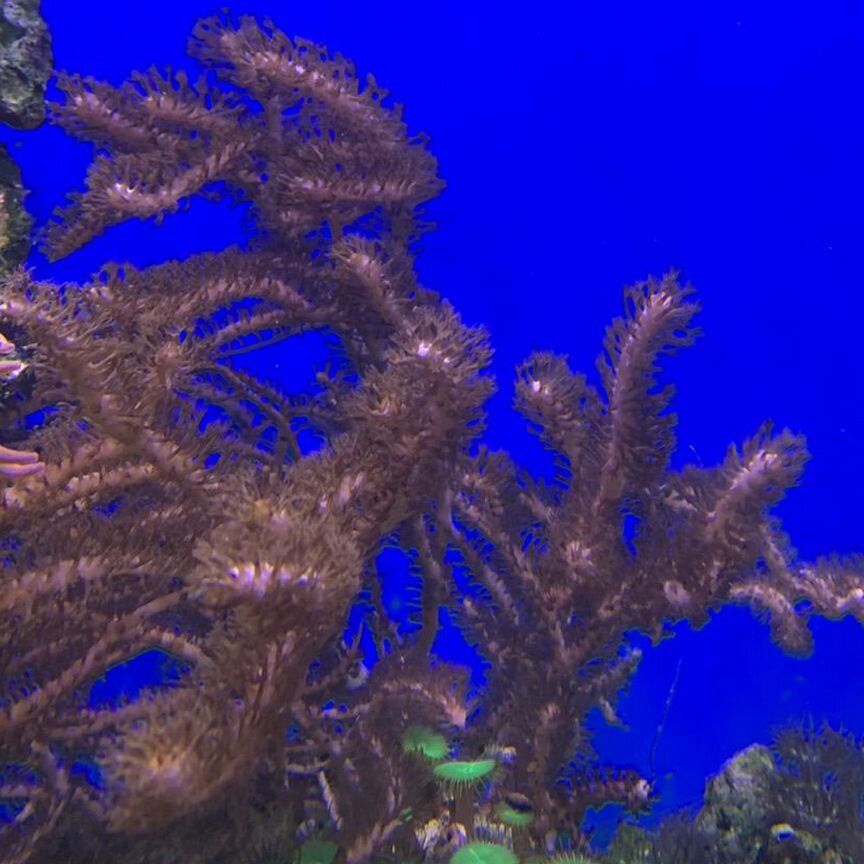Морские кораллы. Горгонария, палитойя ультра грин