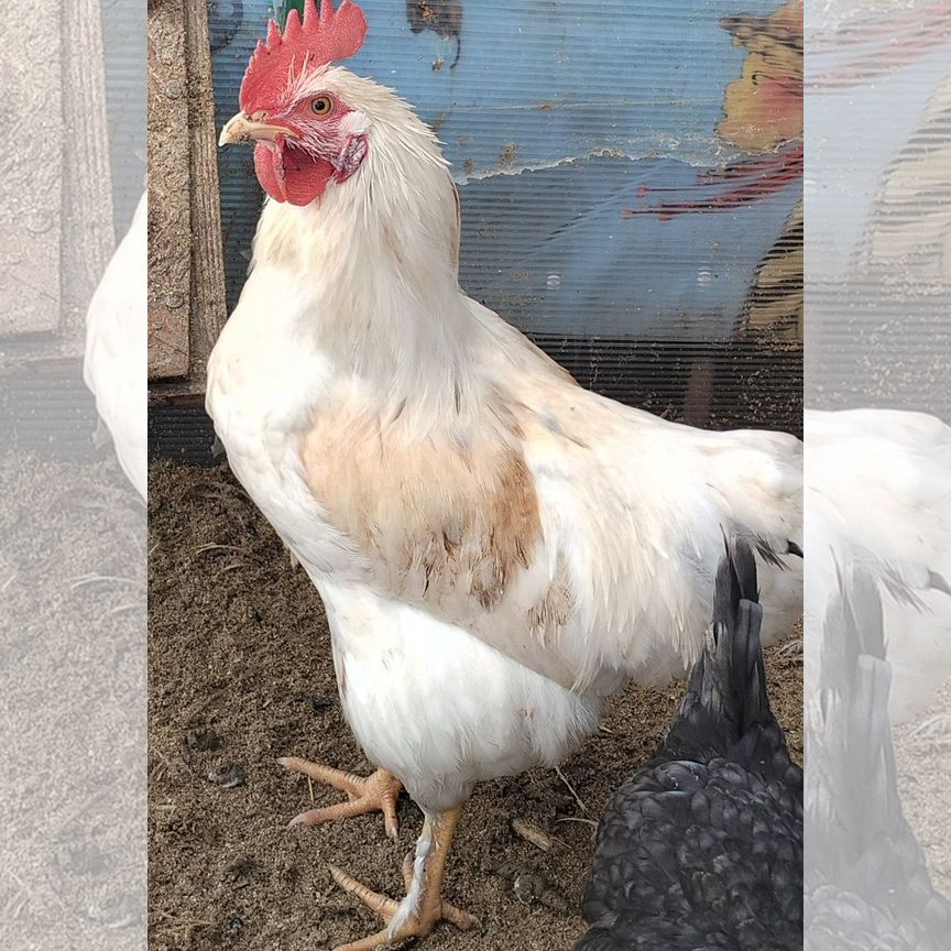 Домашние молодые петухи