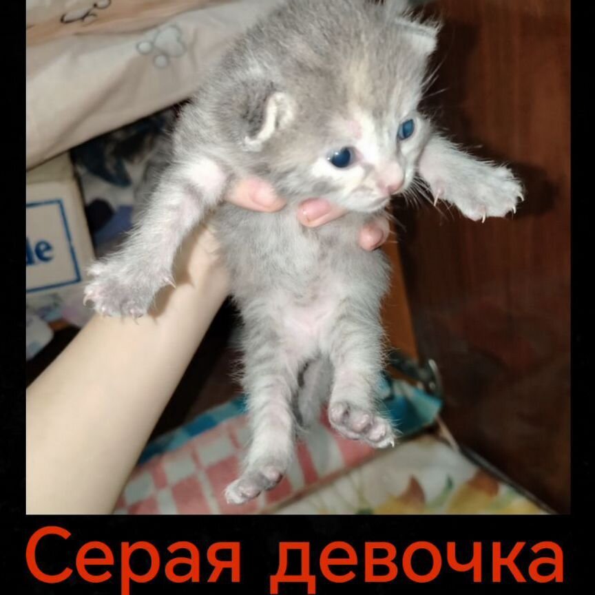 Сибирская кошка, взрослая