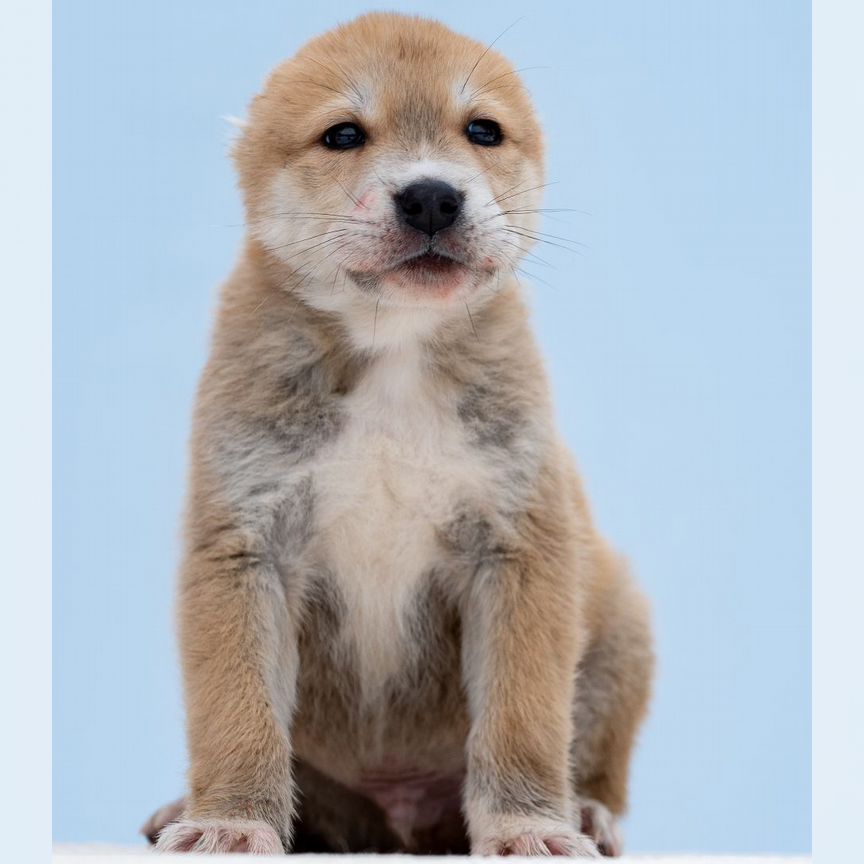 Среднеазиатская овчарка, щенок