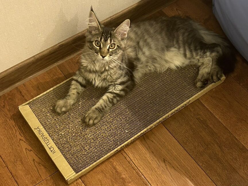 Котенок мейн-кун