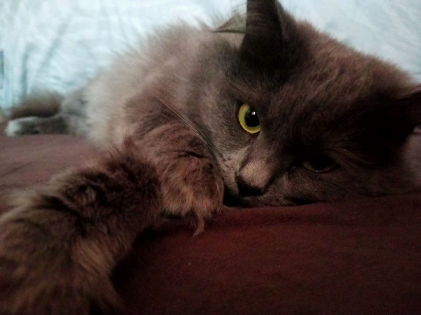 Кошечка Нибелунг