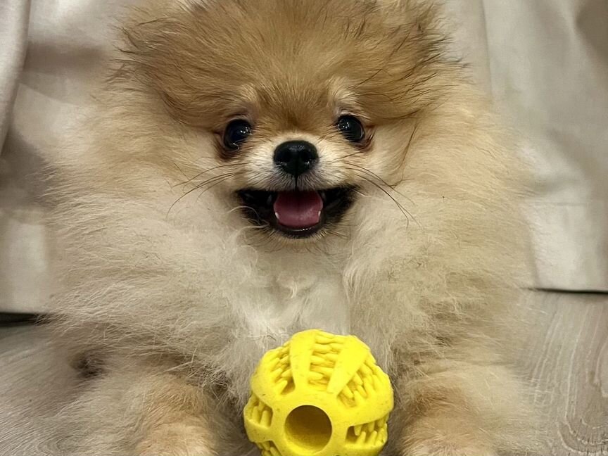 Немецкий шпиц мальчик рыжий