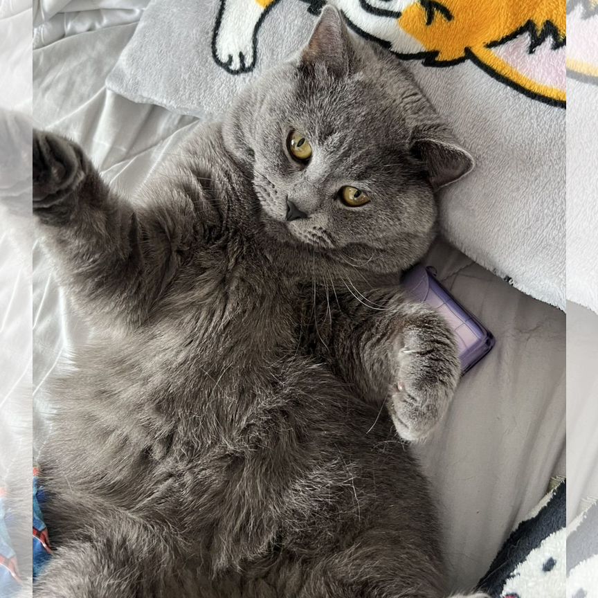 Британский короткошёрстный котёнок